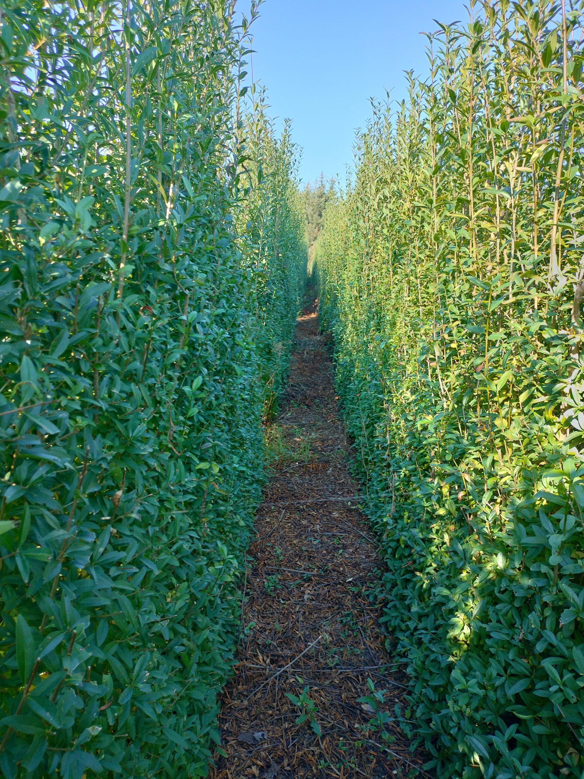 Almindelig Liguster 'Liga' - Ligustrum vulgare 'Liga' - Annes Planteskole