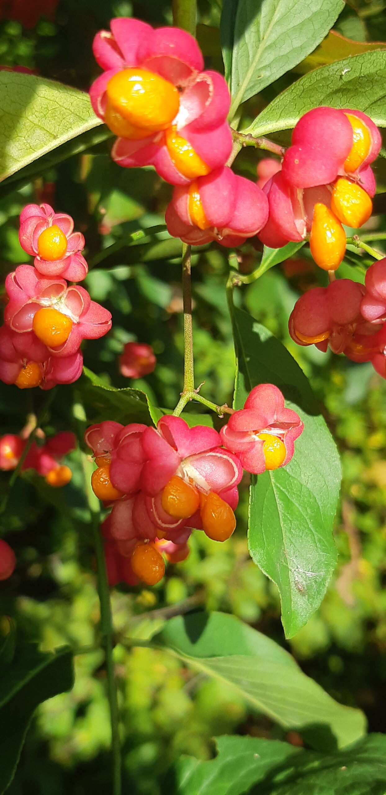 Almindelig Benved - Euonymus europaeus - Annes Planteskole
