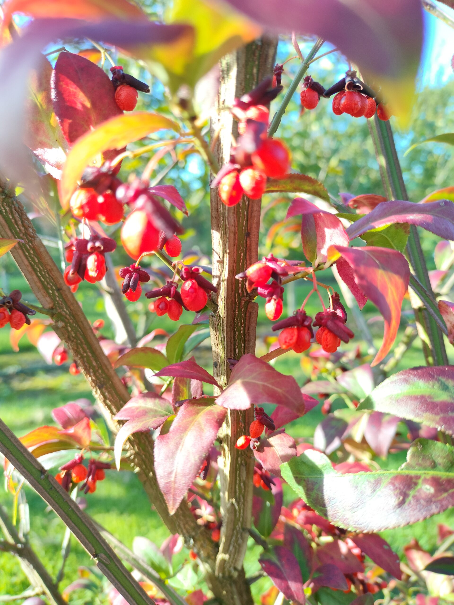 Vinget benved - Euonymus alatus - Annes Planteskole